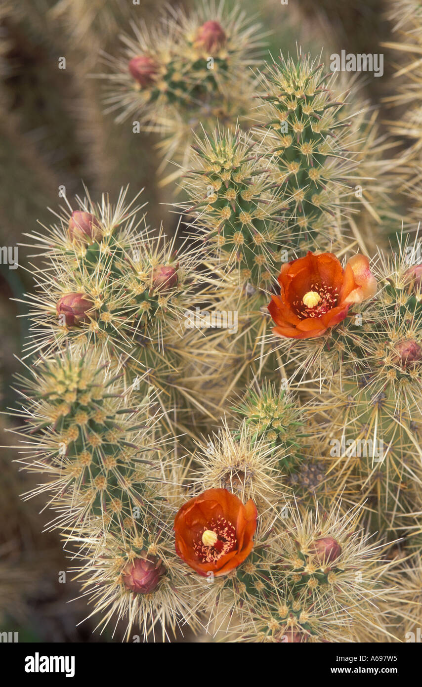 Wolfii hi-res stock photography and images - Alamy