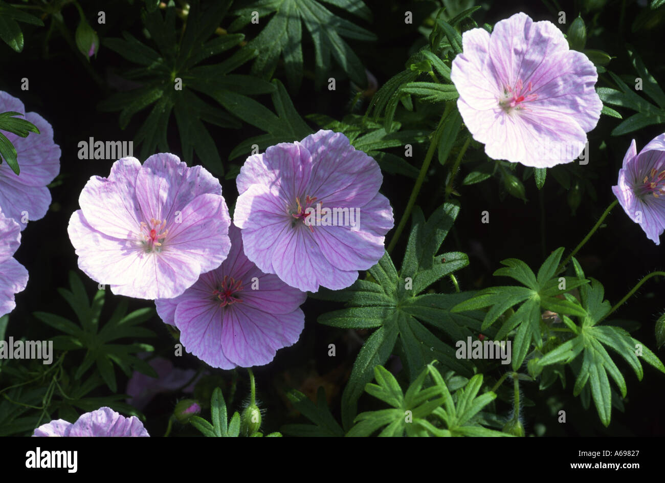 Geranium striatum hi-res stock photography and images - Alamy