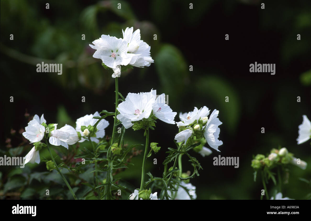 Malva moshata alba Stock Photo - Alamy