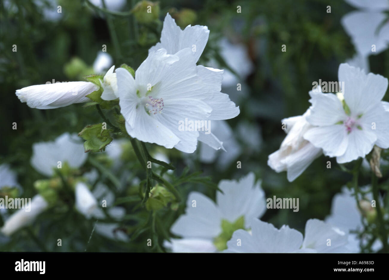 Malva moshata alba Stock Photo - Alamy
