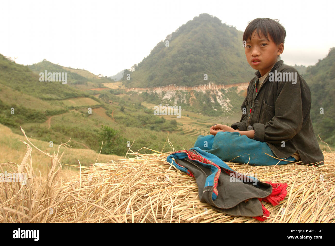 A Blue Hmong indigenous boy takes a rest from harvesting rice for the ...