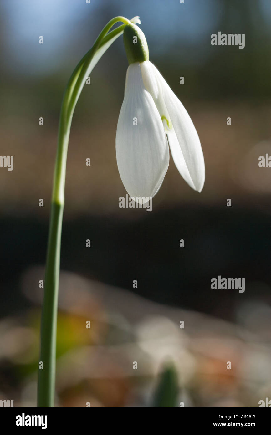 Snowdrop gardening hi-res stock photography and images - Alamy