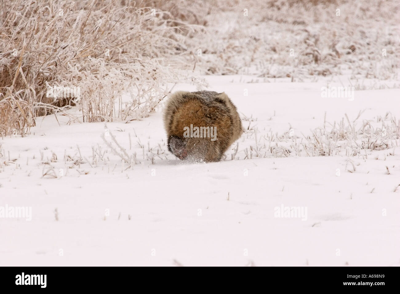 American badger snow hi-res stock photography and images - Alamy