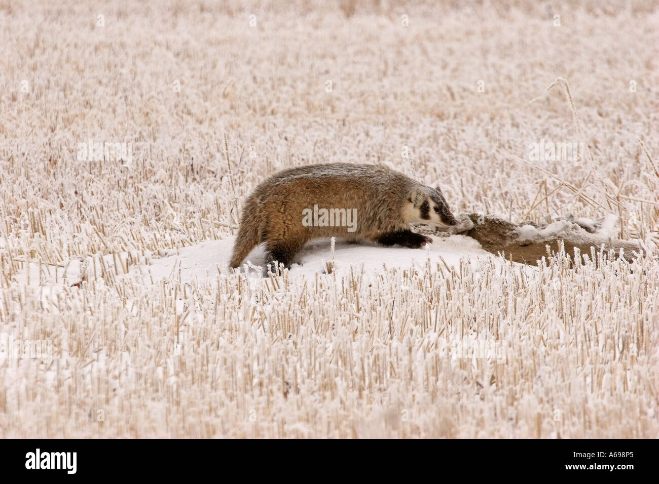 American badger snow hi-res stock photography and images - Alamy