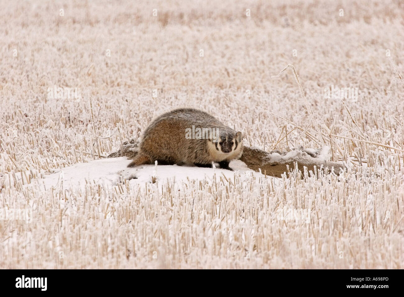 American badger den hi-res stock photography and images - Alamy
