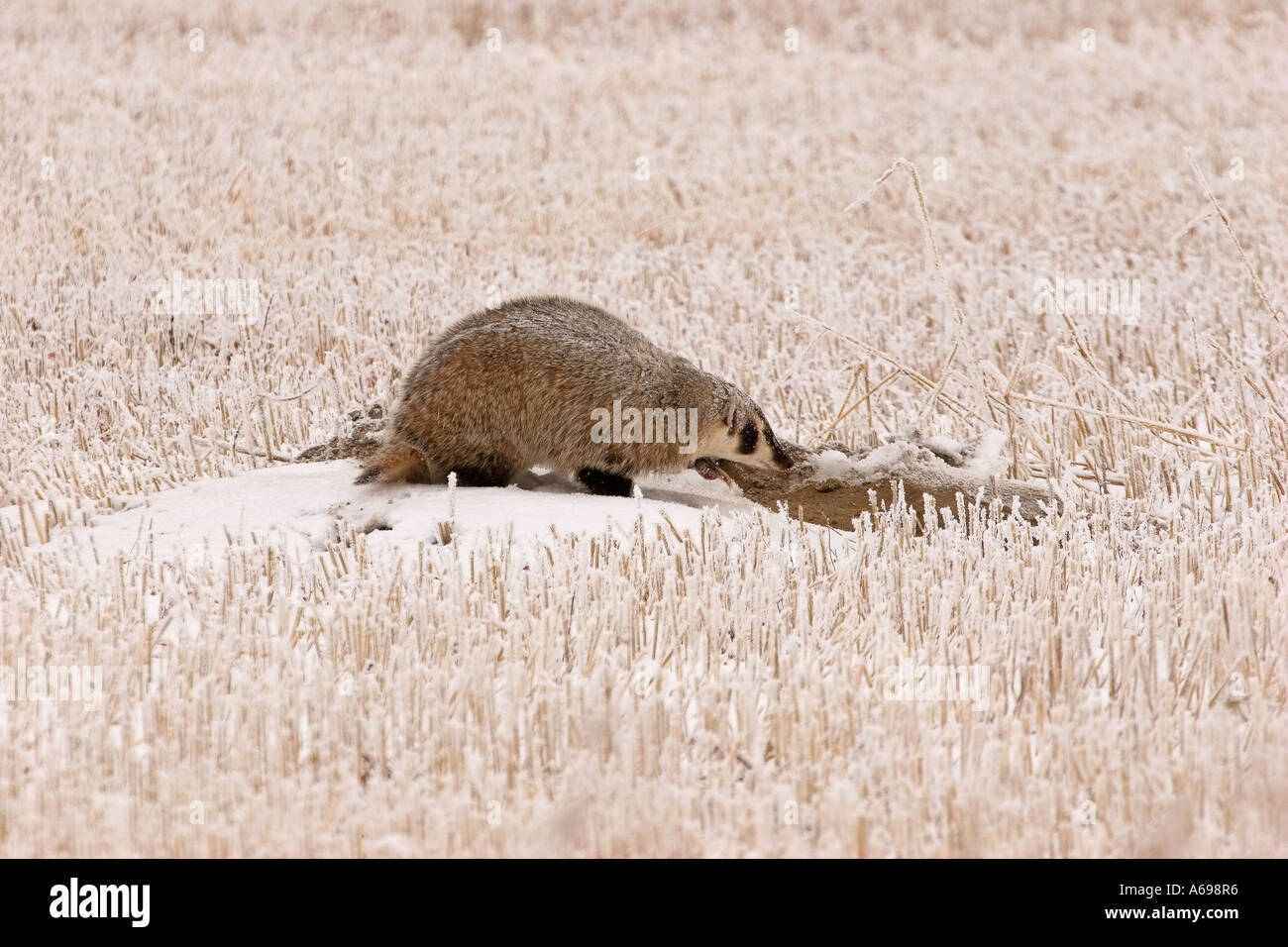 Saskatchewan canada color colour horizontal digital hi-res stock ...