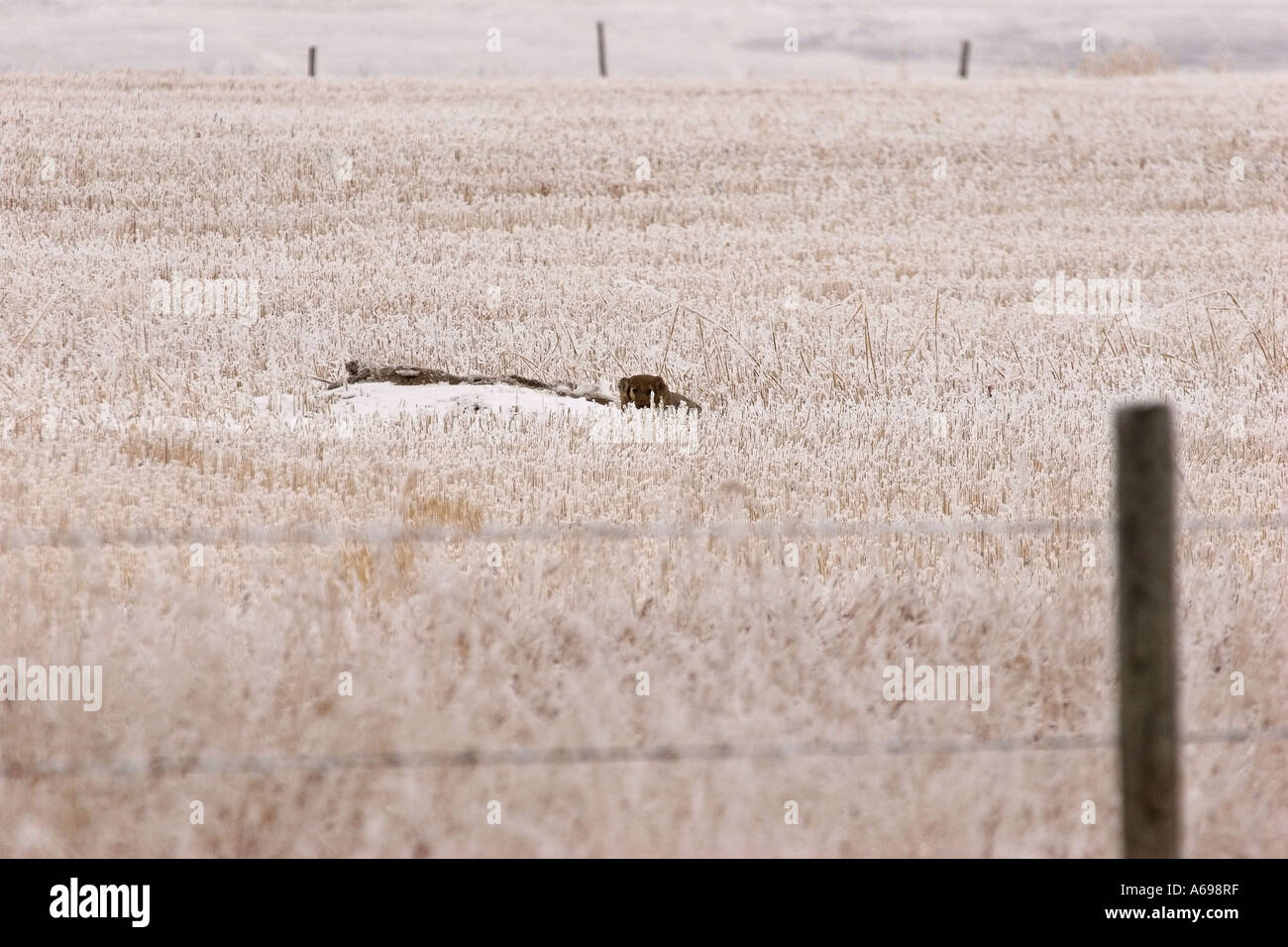 American badger den hi-res stock photography and images - Alamy