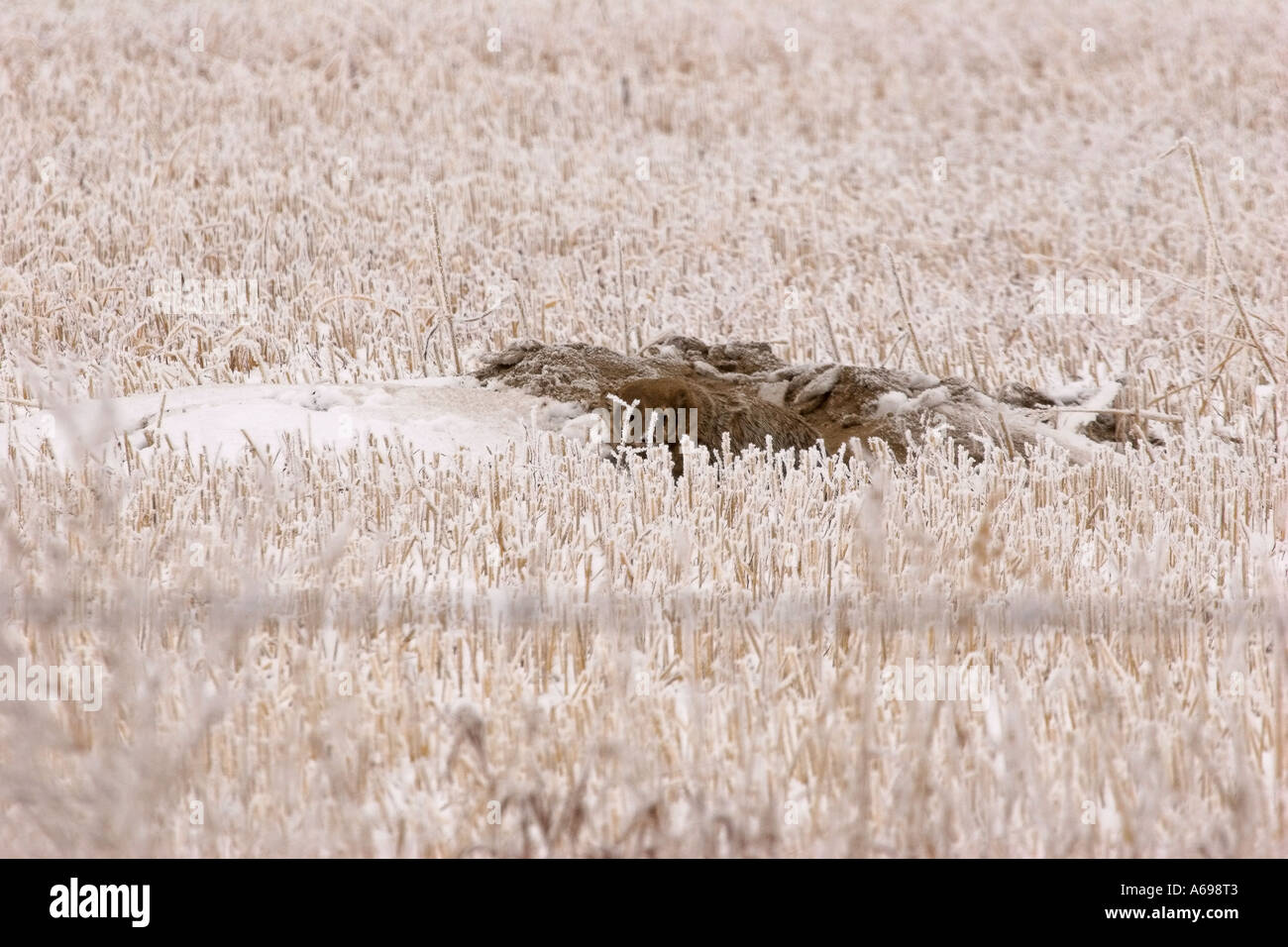 American badger den hi-res stock photography and images - Alamy