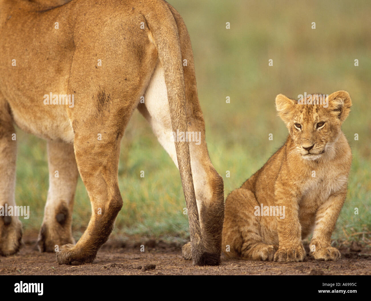 Lion cub at mothers feet Stock Photo - Alamy