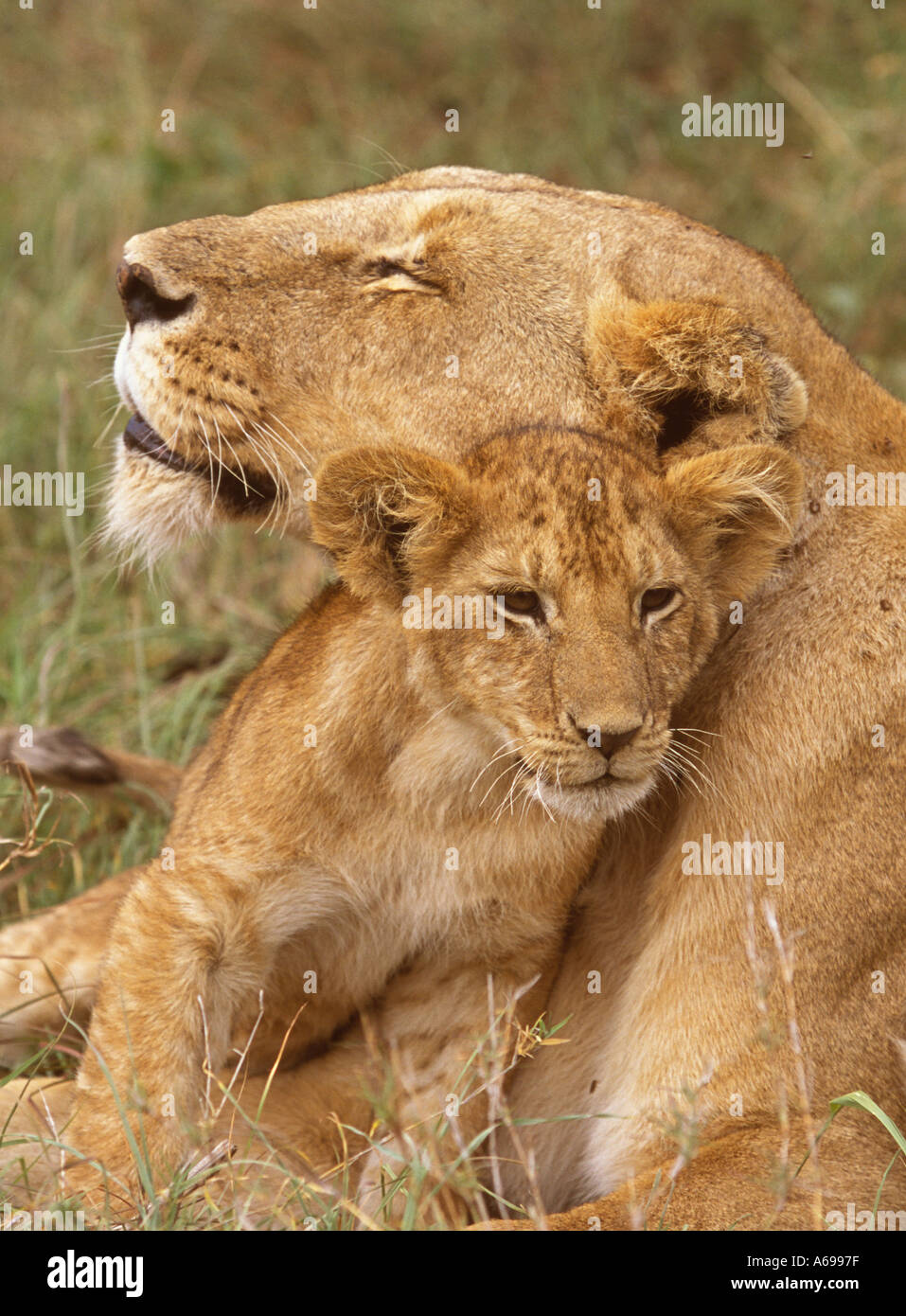 Lioness with cub Stock Photo - Alamy