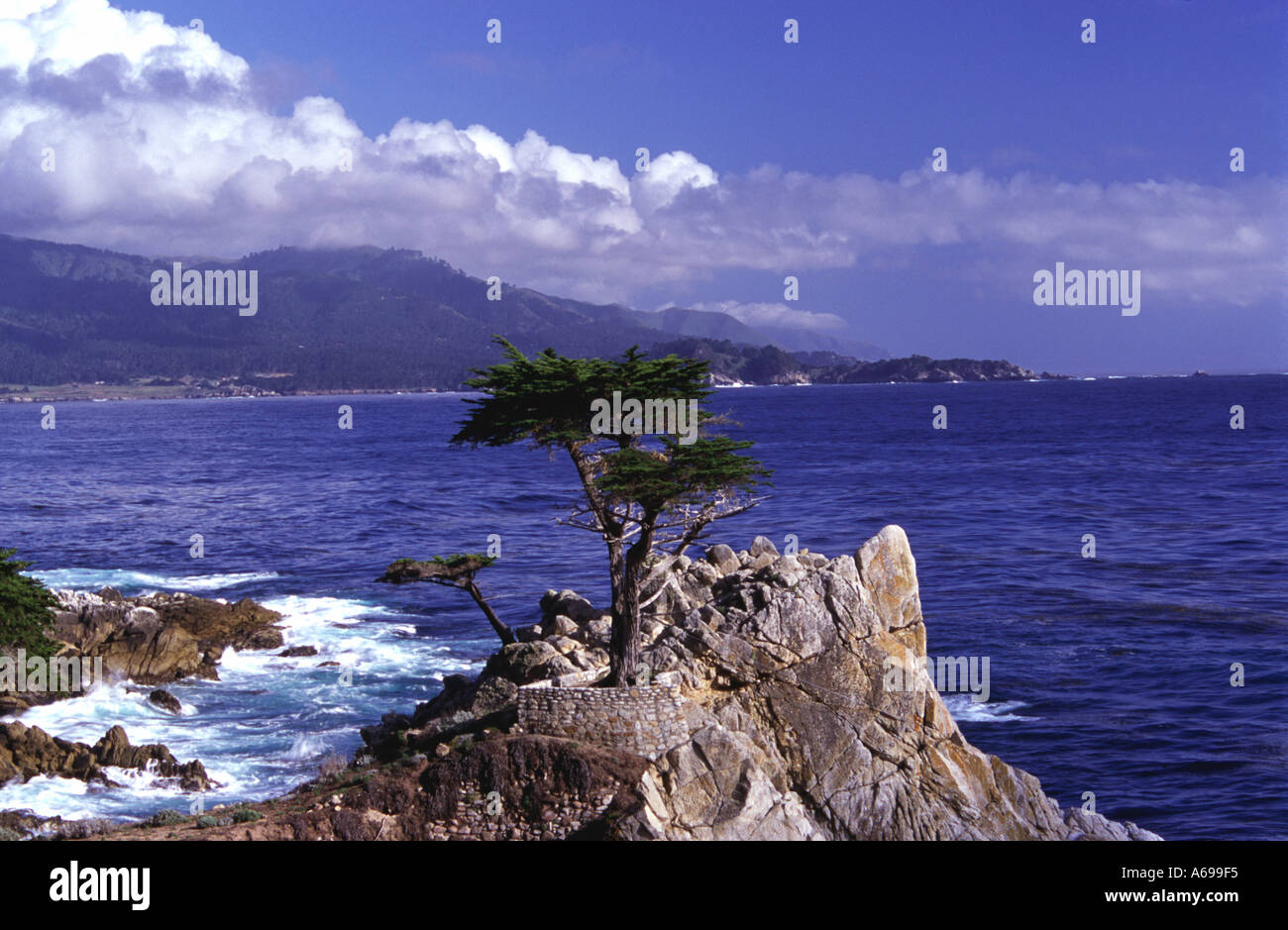 Cypress tree 17 mile drive Carmel California USA Stock Photo - Alamy