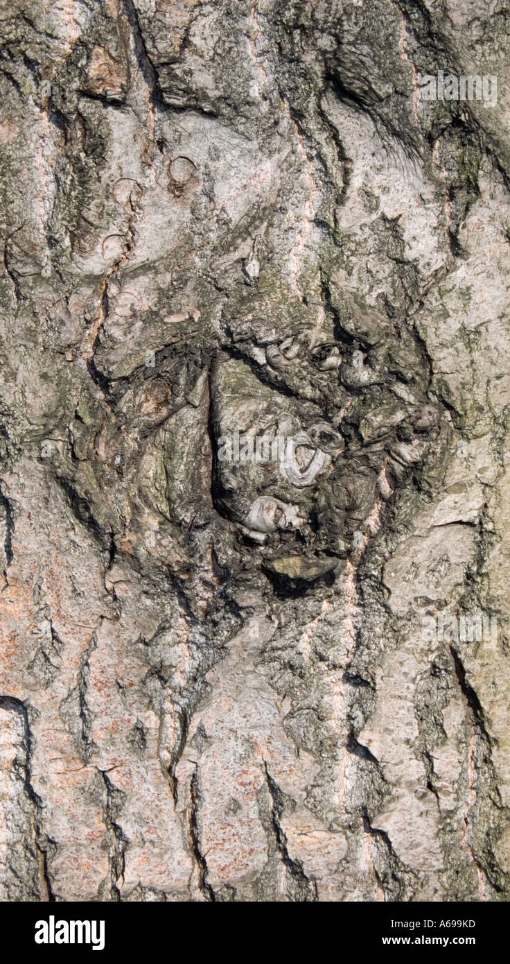 Tree bark from Maple tree Stock Photo - Alamy