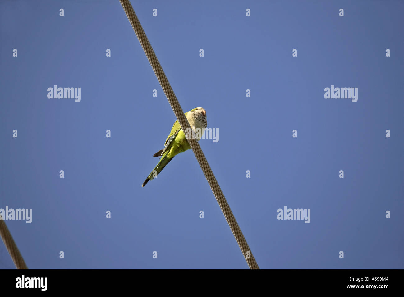 Monk Parakeet on overhead cable in scenic Florida USA Stock Photo - Alamy