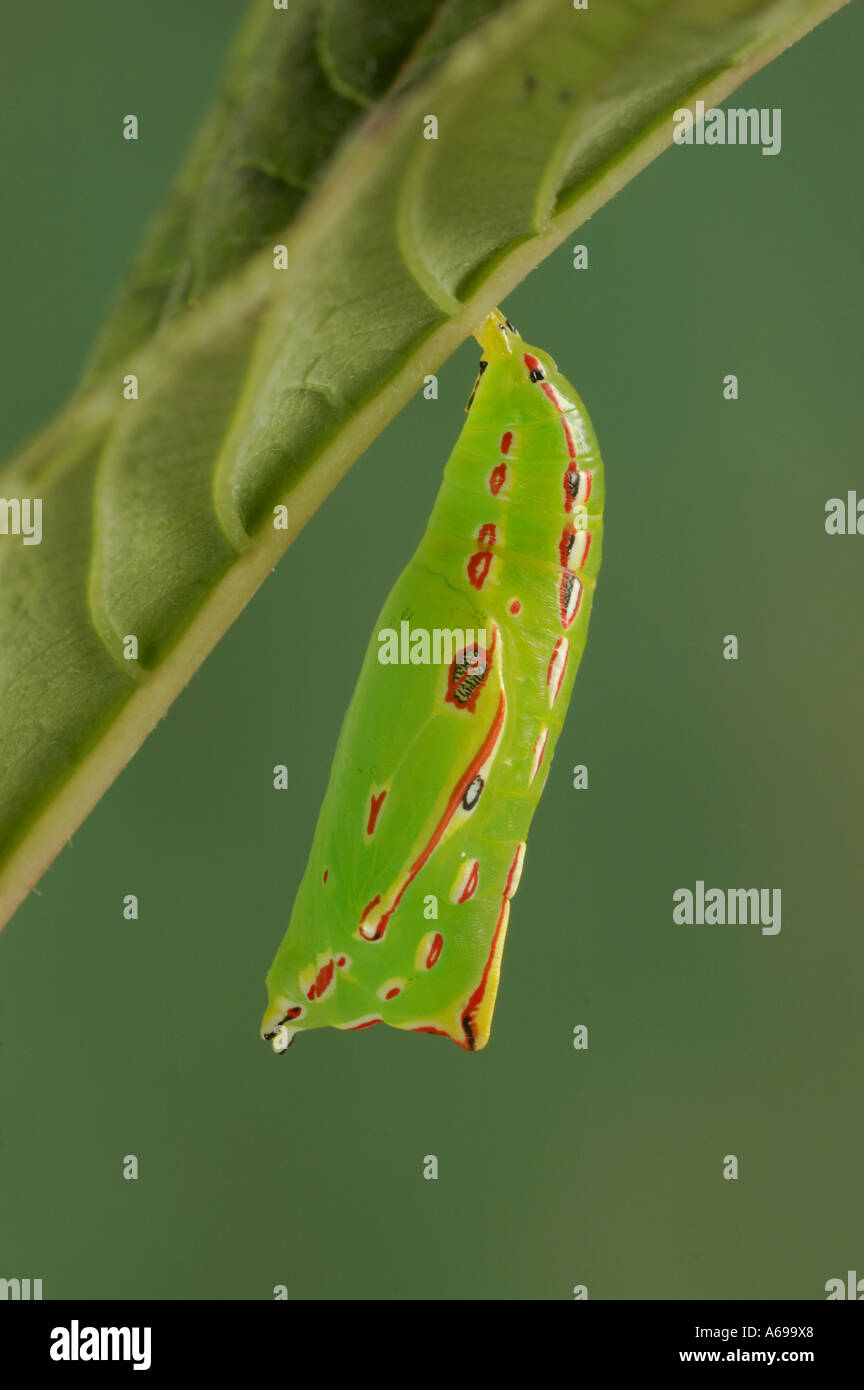 Common Palmfly pupa - Elymnias hypermnestra Stock Photo - Alamy