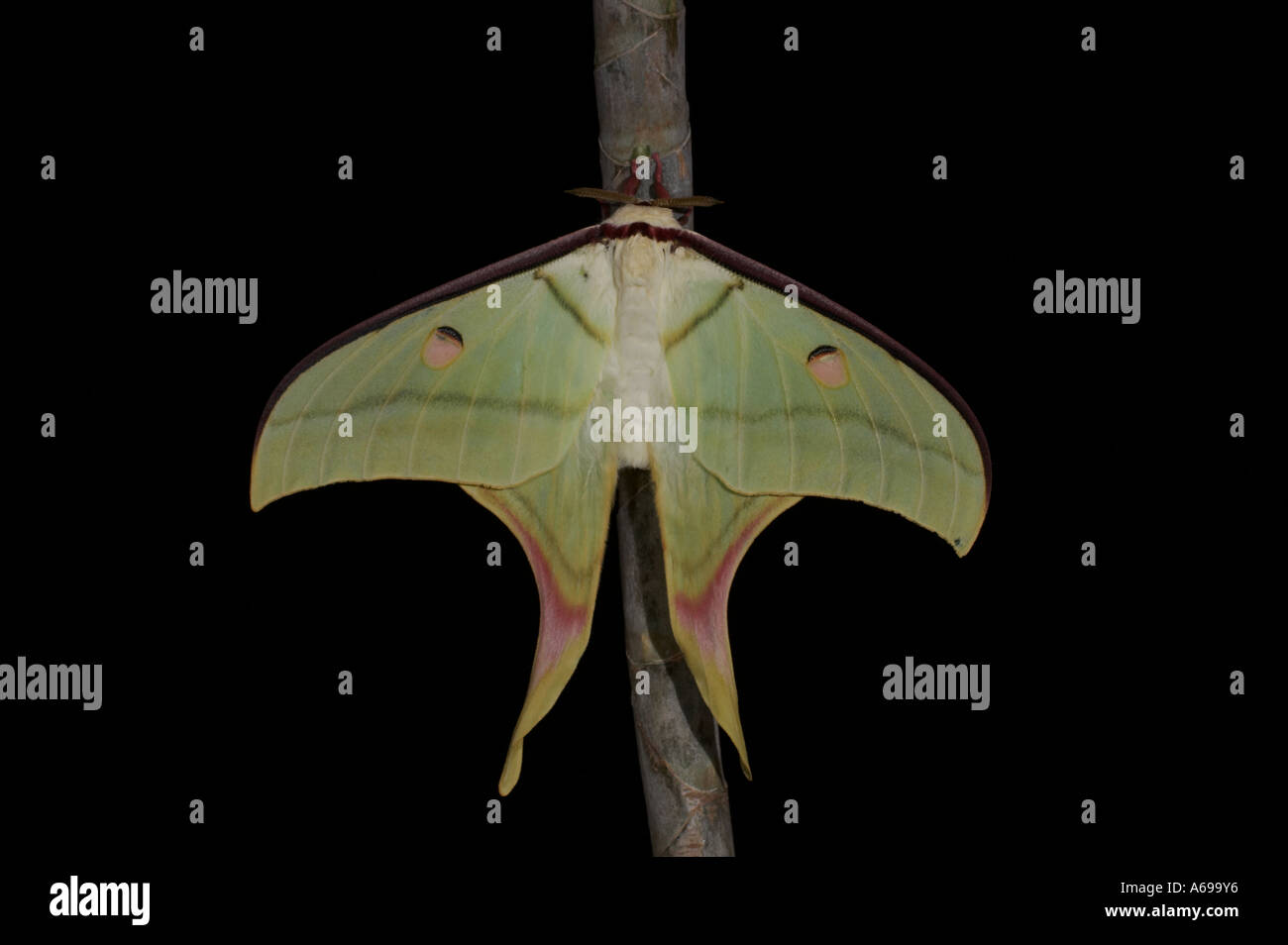 Indian Moon Moth - Actias selene Stock Photo - Alamy