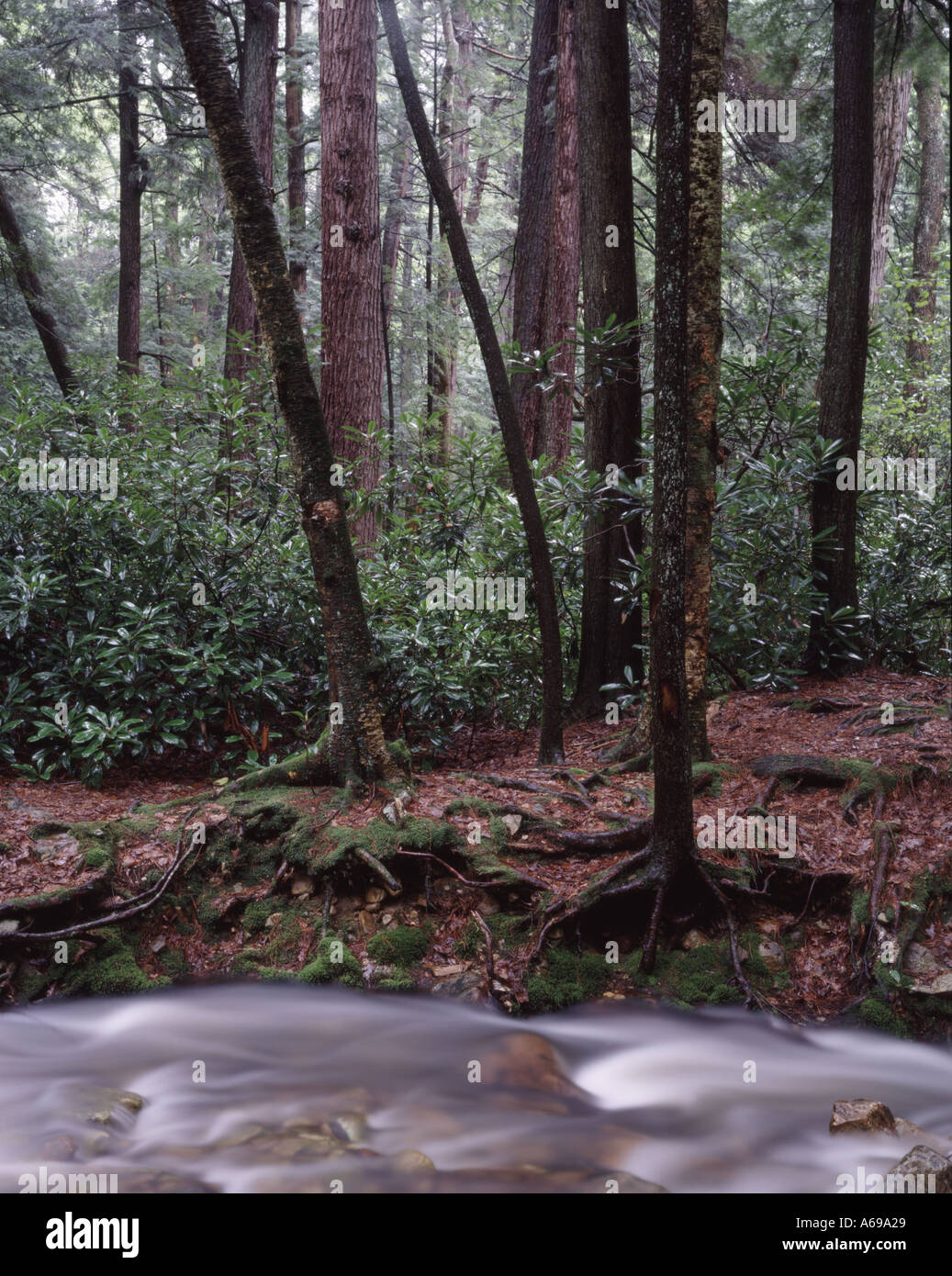 Old growth forest eastern hemlock hi-res stock photography and images ...