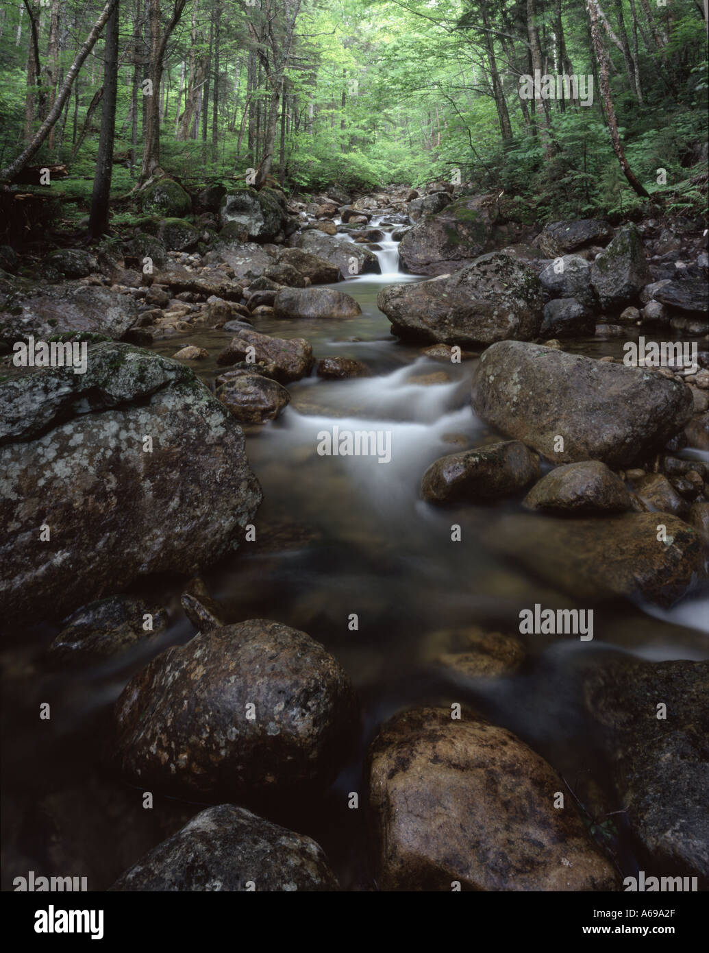 Old growth forest eastern hemlock hi-res stock photography and images ...