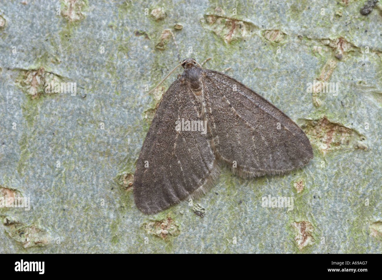 Winter Moth - Operophtera brumata Stock Photo - Alamy