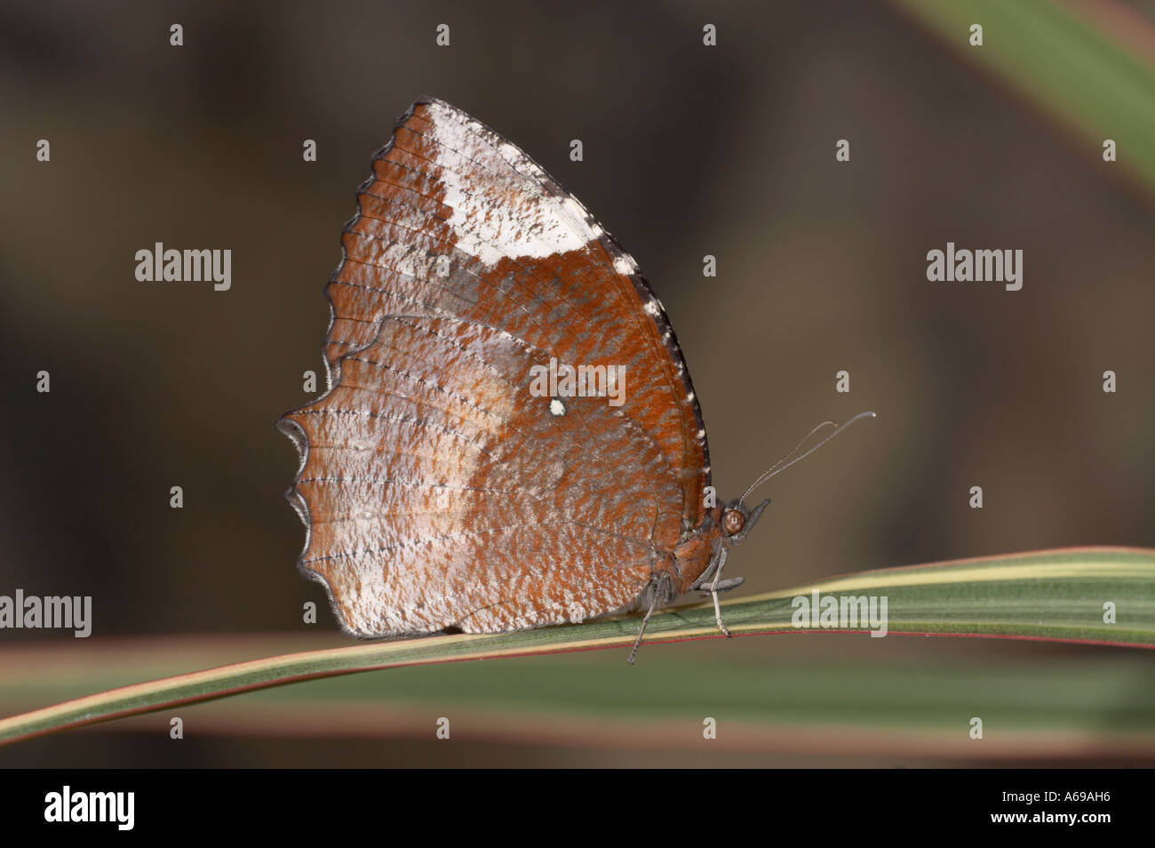 Common Palmfly female underside - Elymnias hypermnestra Stock Photo - Alamy