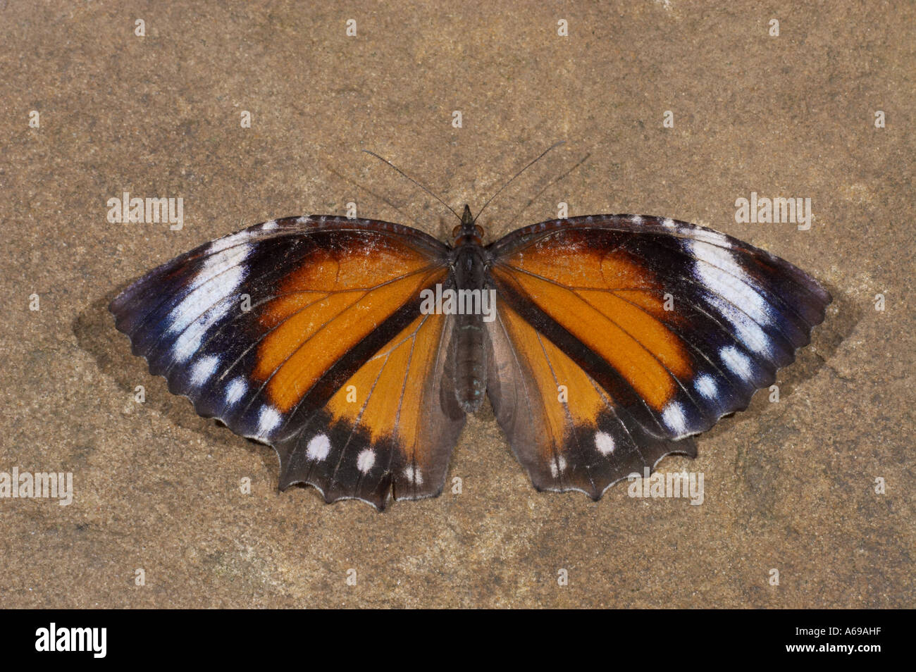 Common Palmfly female - Elymnias hypermnestra Stock Photo - Alamy