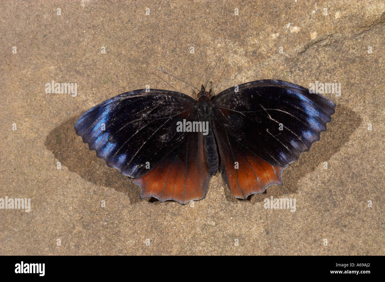Common Palmfly male - Elymnias hypermnestra Stock Photo - Alamy