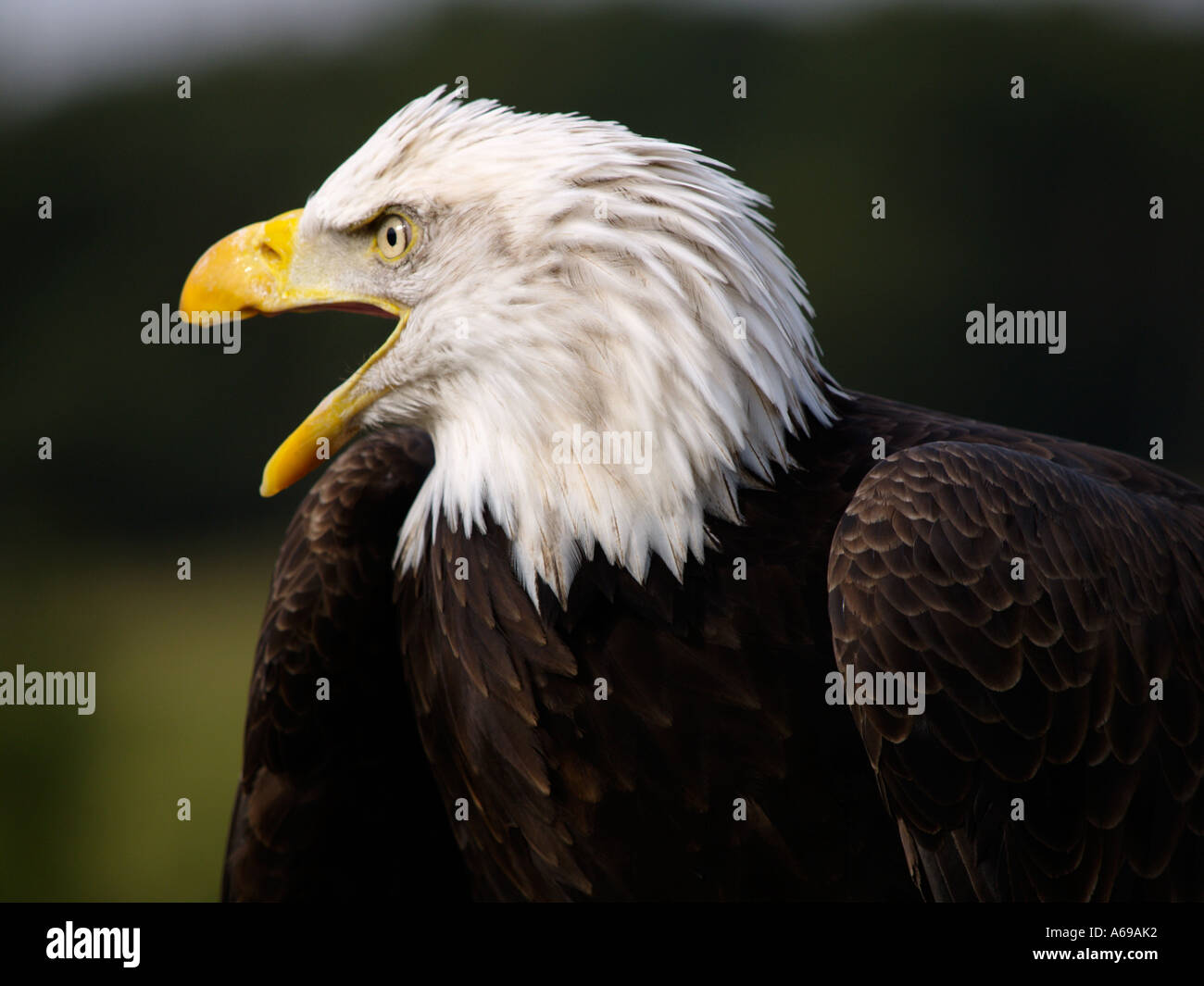Fierce looking bird hi-res stock photography and images - Alamy