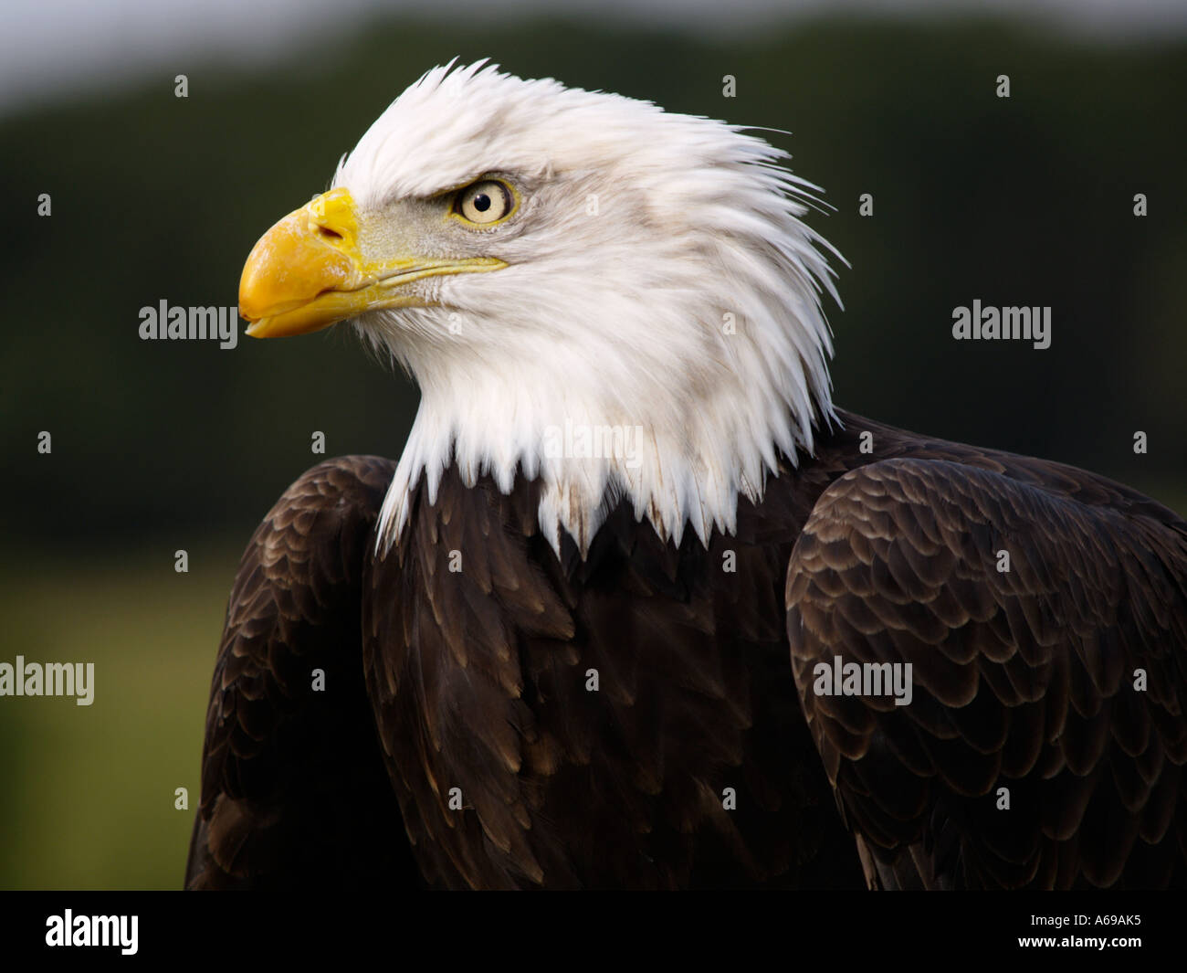 Portrait of a fierce looking trained american eagle with trimmed beak ...