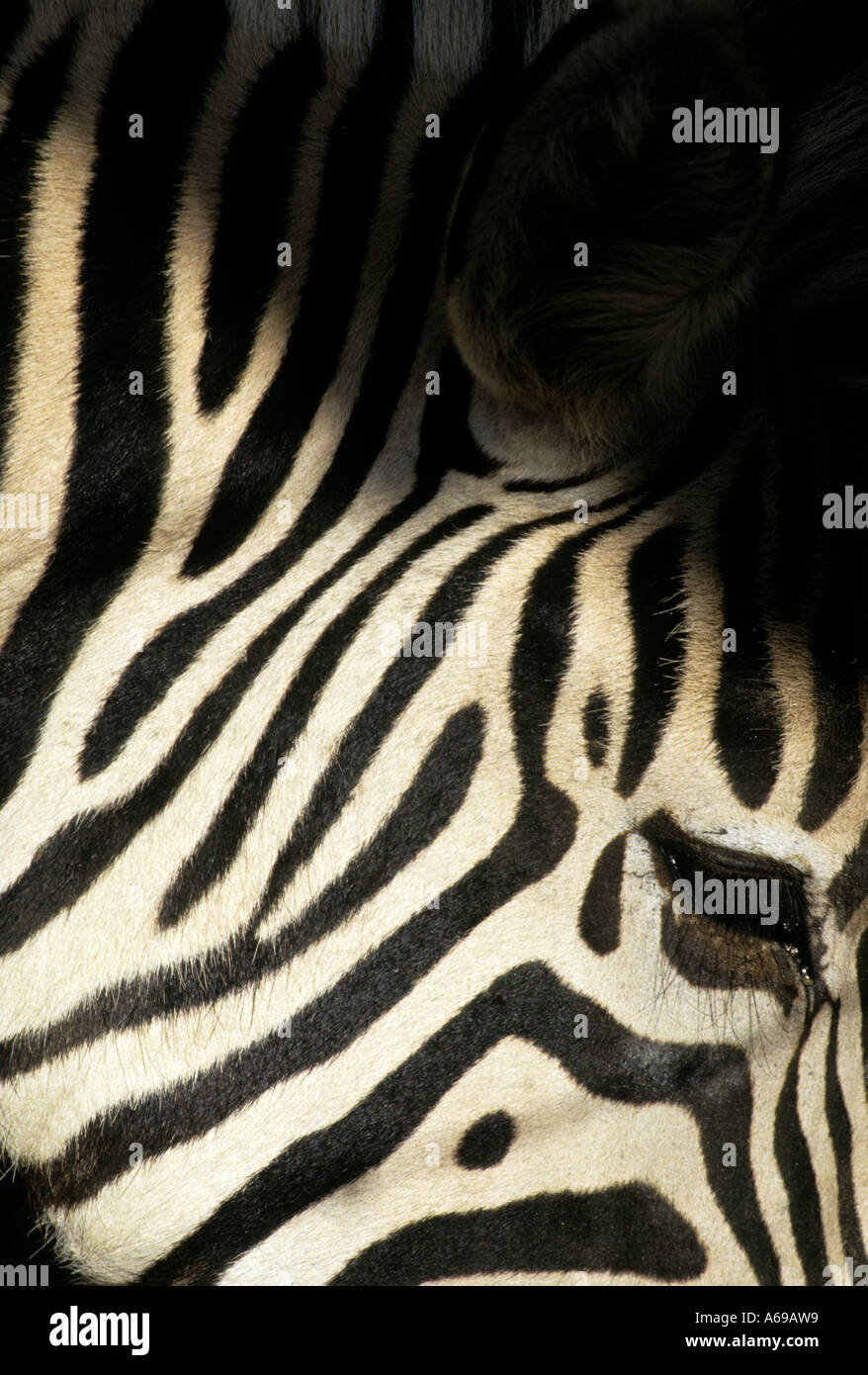 zebra Zimbabwe, Africa Stock Photo - Alamy