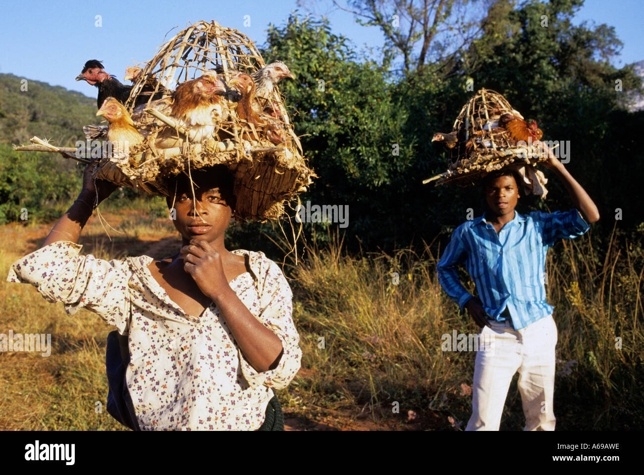 Man and woman carrying chickens/hens in basket's on top of their heads ...