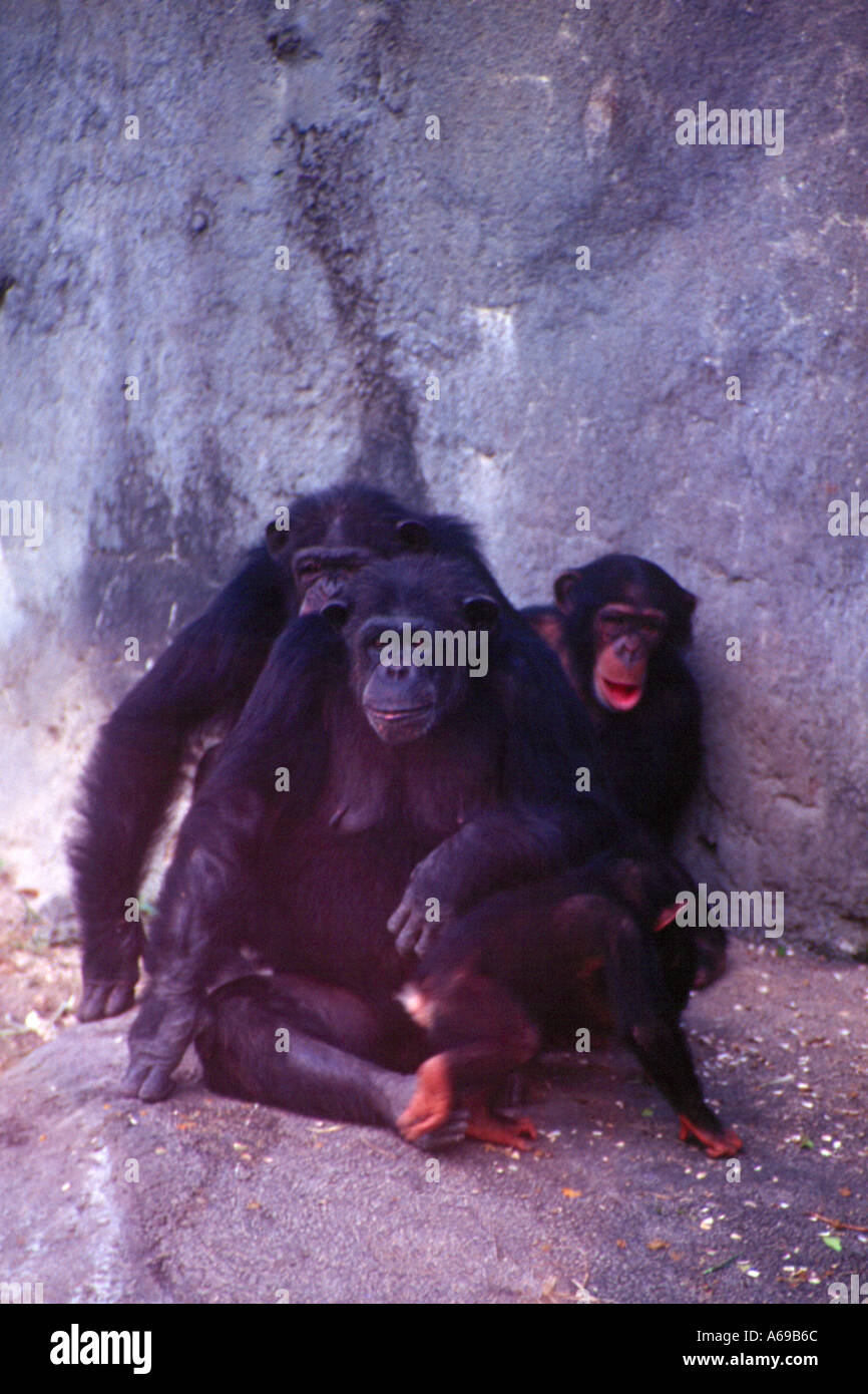 chimp family mother father and child Stock Photo - Alamy