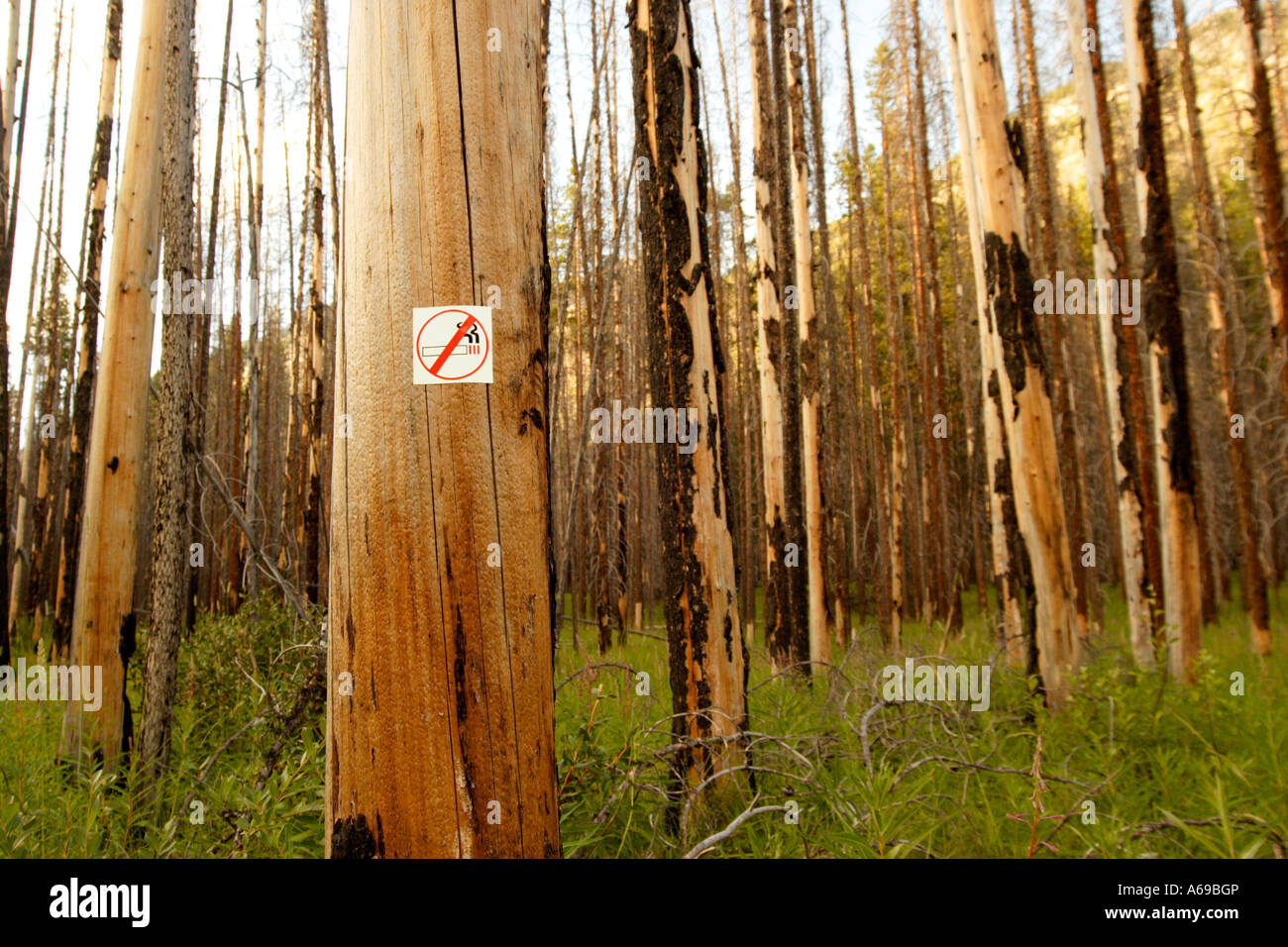 Burned trees at Banff National Park Alberta Canada Stock Photo - Alamy