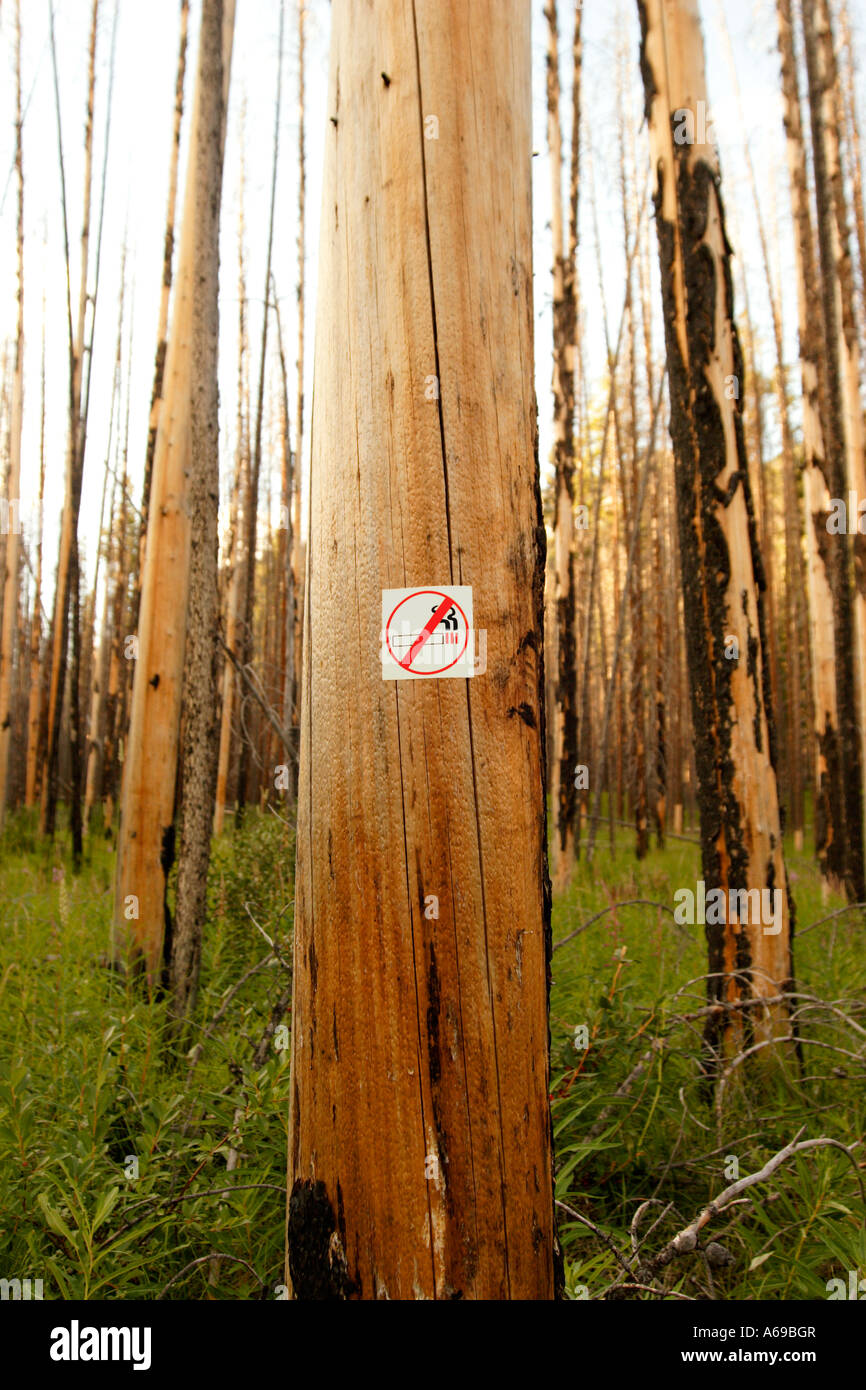 Burned trees at Banff National Park Alberta Canada Stock Photo - Alamy