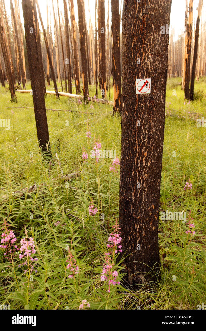 No smoking sign on tree at burn site Banff National Park Alberta Canada ...