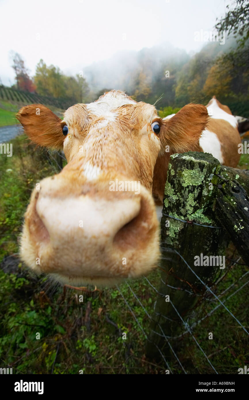 close up of a cow Stock Photo - Alamy