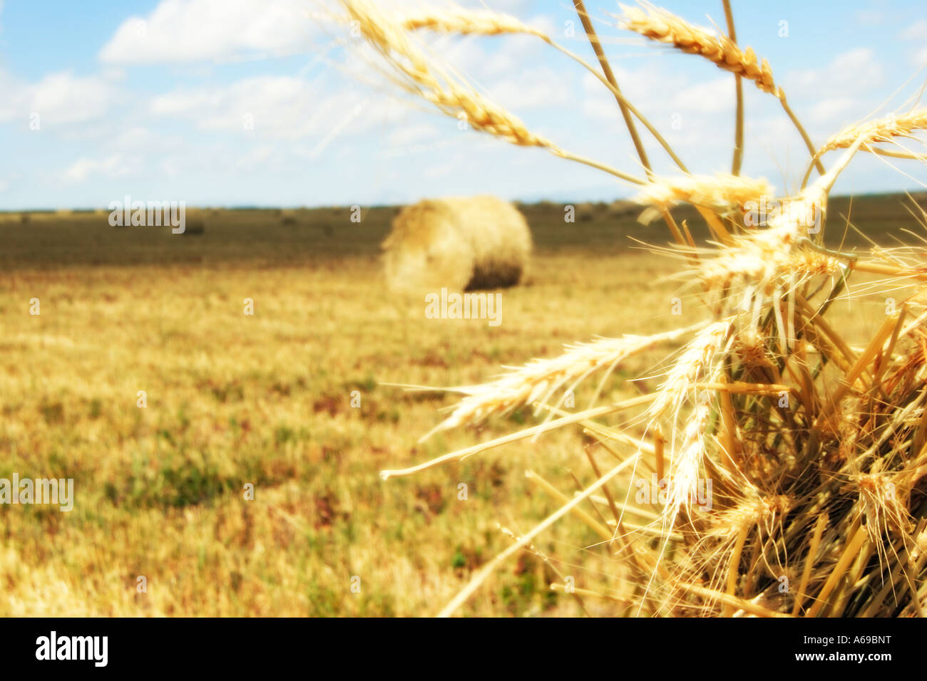 Field with hay bales Alberta Canada Stock Photo - Alamy