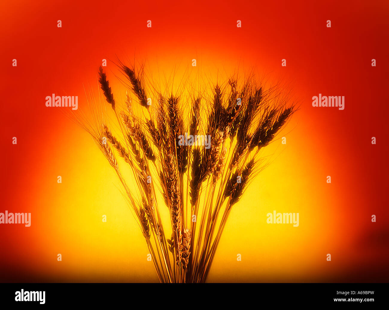 stalks of wheat on colored background Stock Photo - Alamy