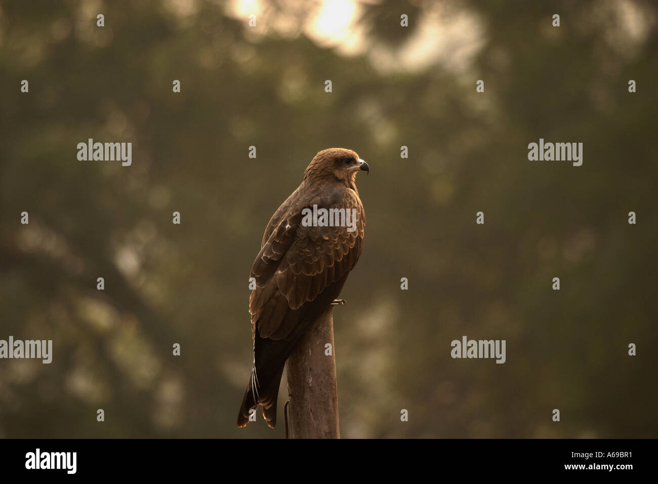 Pariah kite hi-res stock photography and images - Alamy