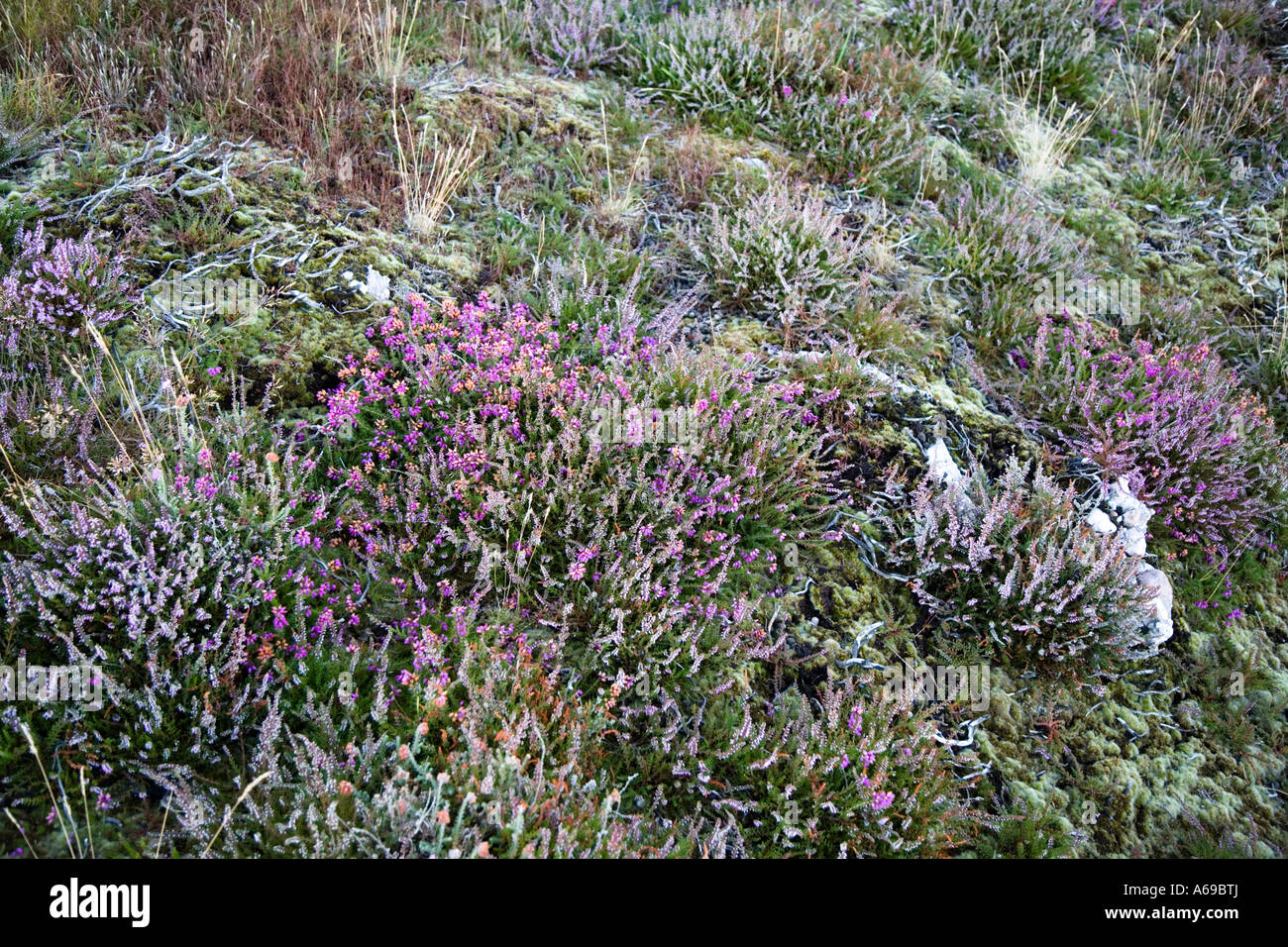 Flowering heather on the landward slope of Rhossili Down Gower South ...
