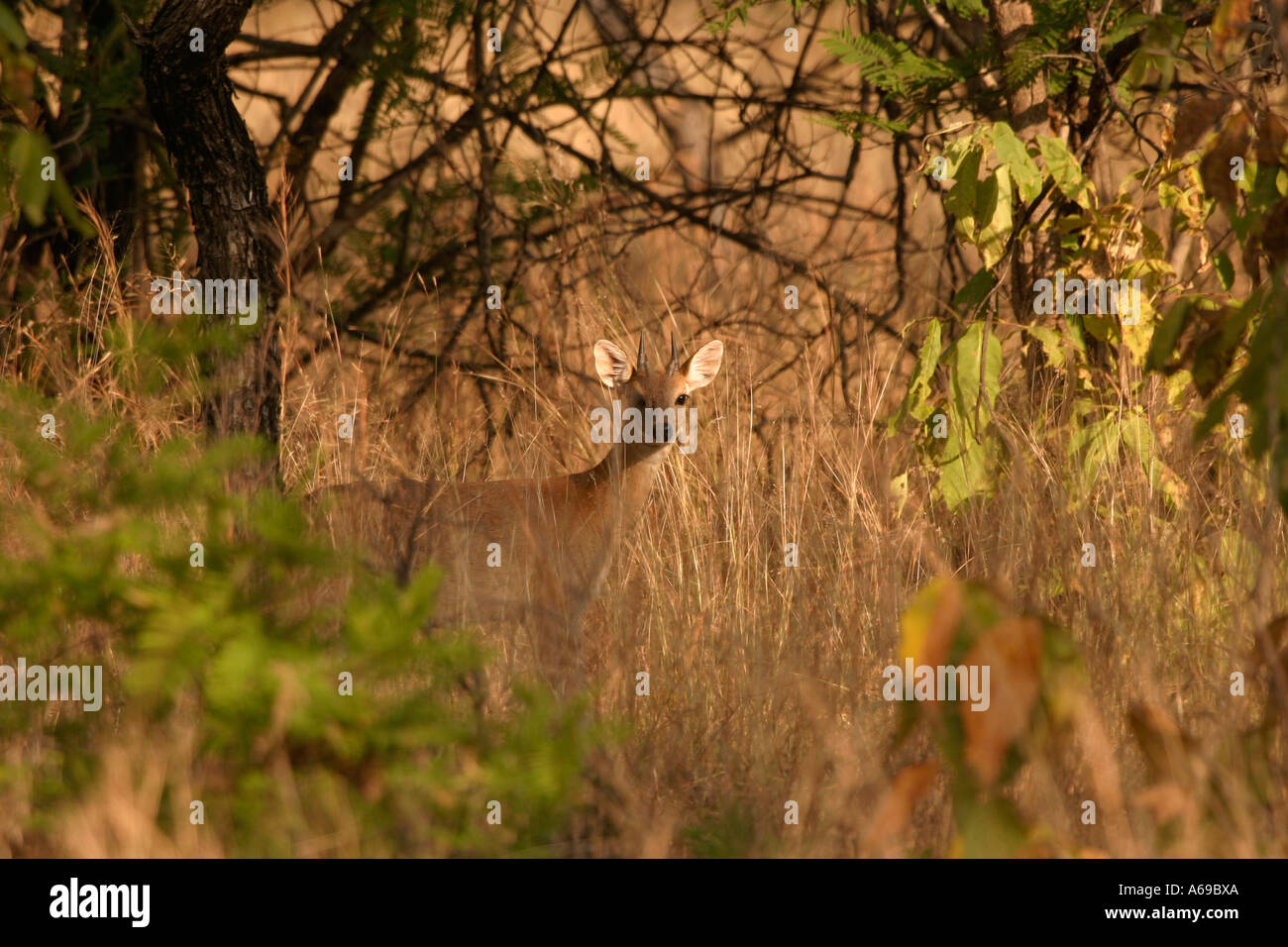The Chousinga (Four Horned Antelope Stock Photo - Alamy
