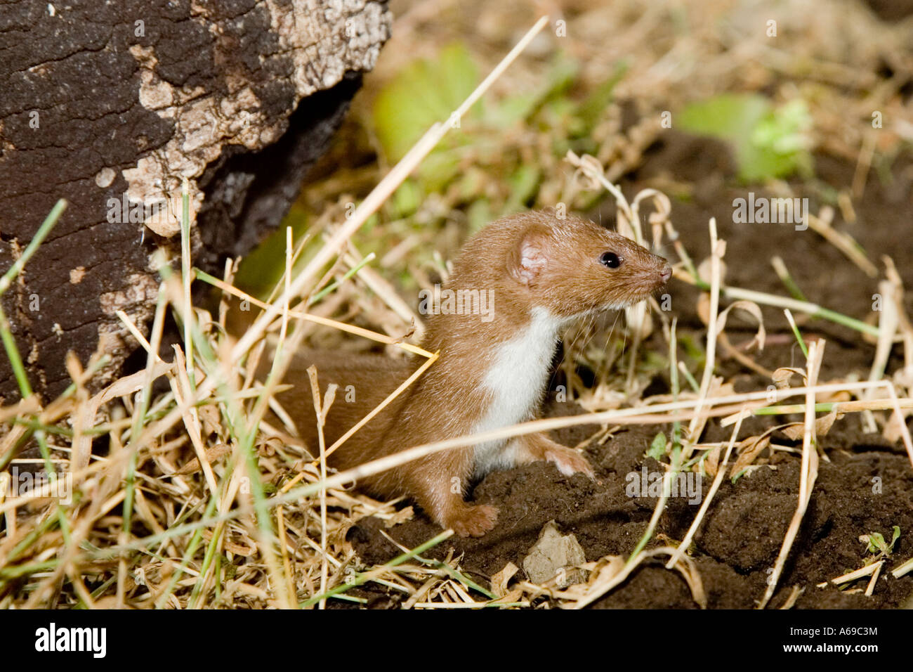 Weasel Mustela nivalis hunting Stock Photo - Alamy