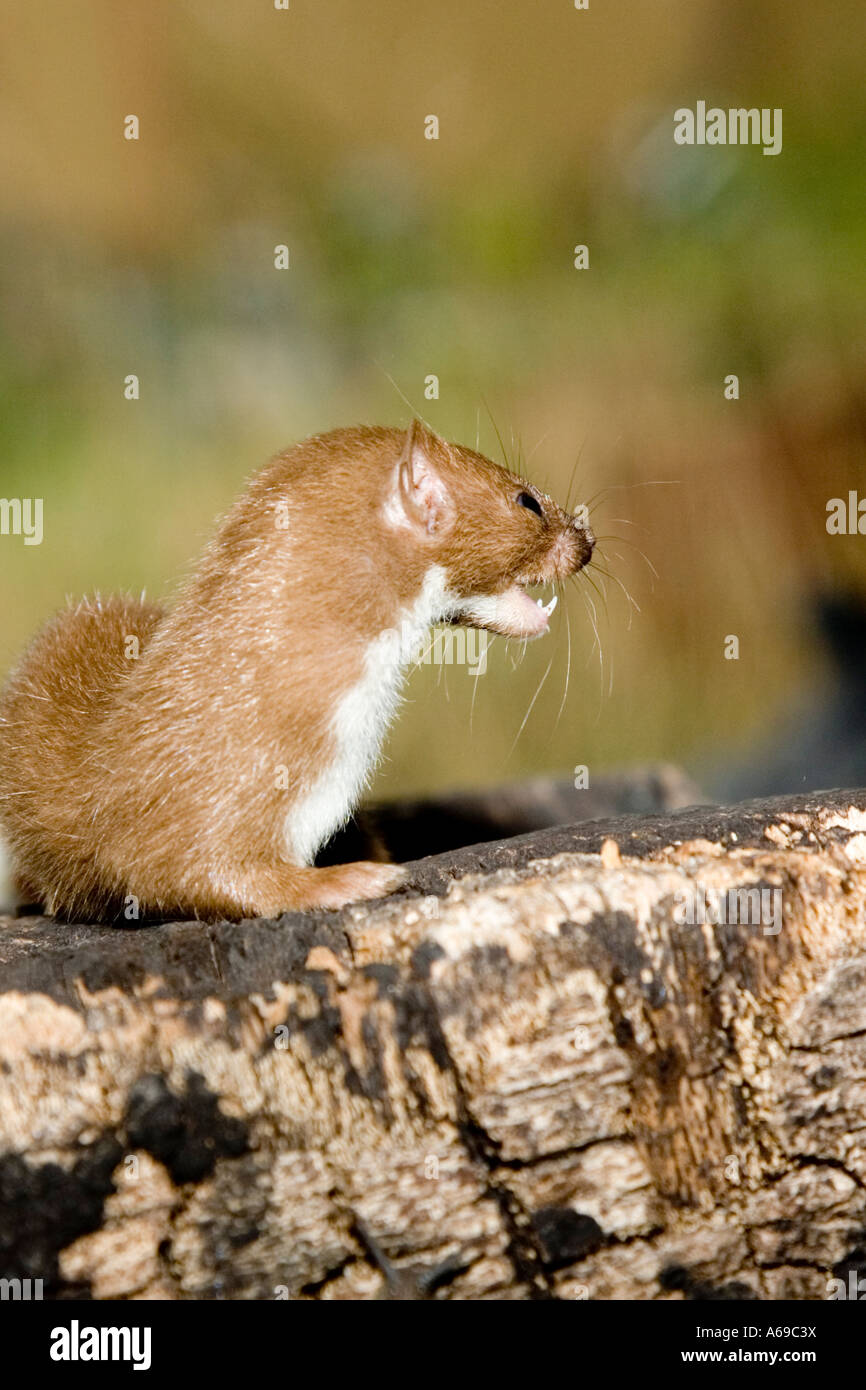 English Teeth High Resolution Stock Photography and Images - Alamy