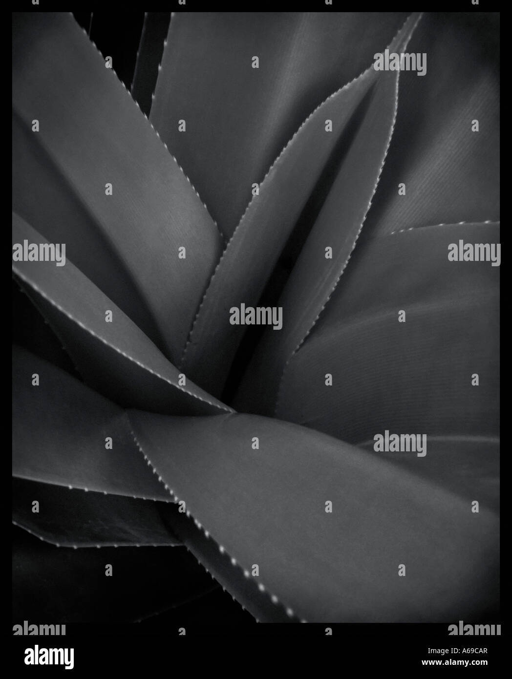 Bw plant hi-res stock photography and images - Alamy