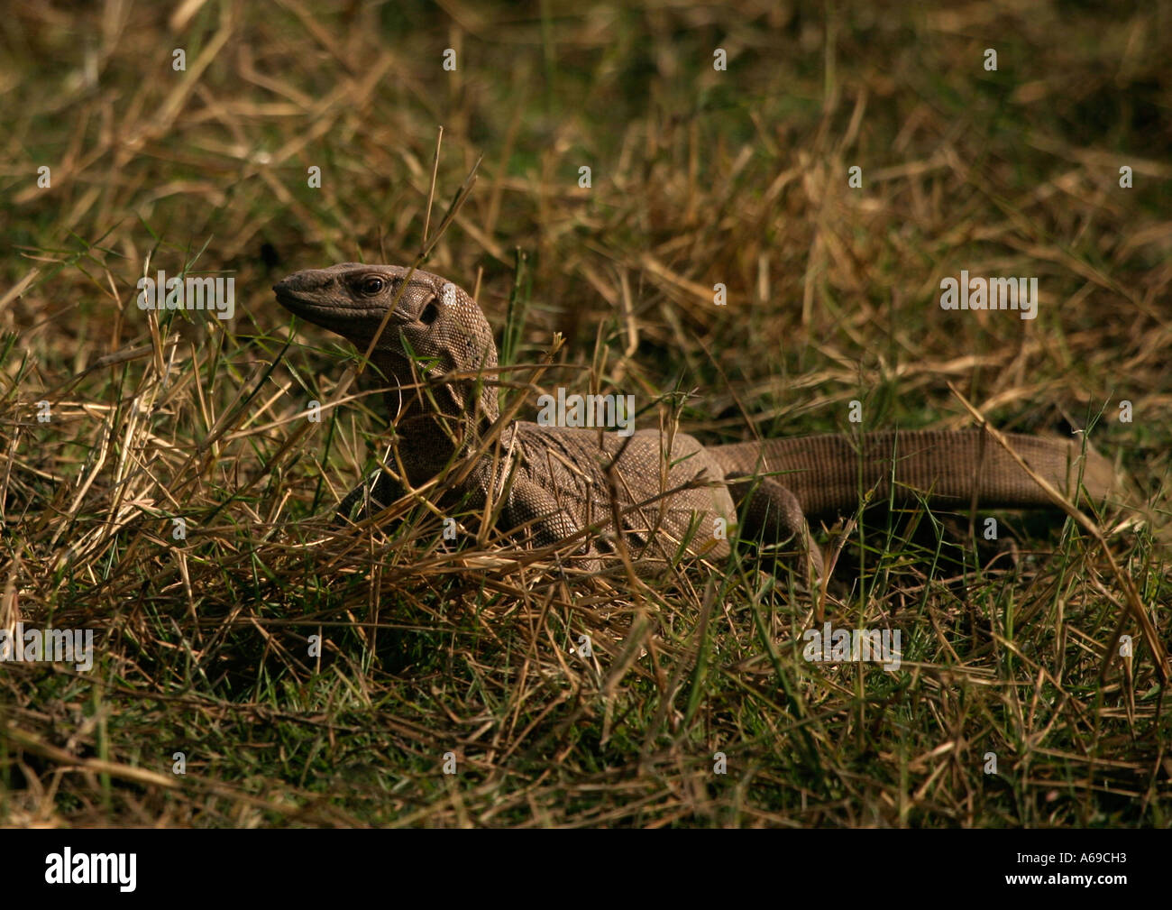 A monitor lizard walking through grass Stock Photo - Alamy