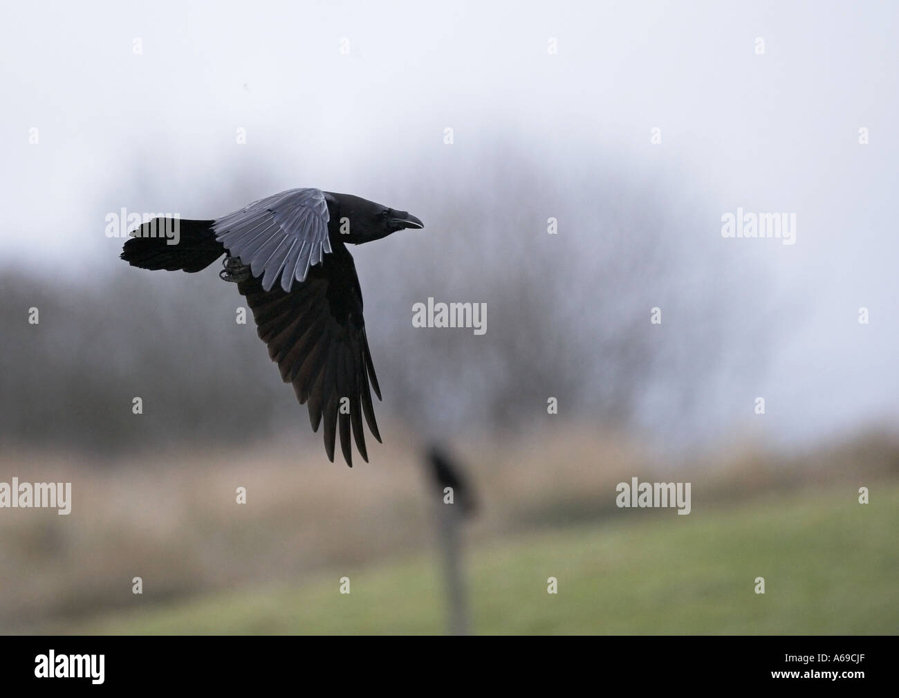 Raven right hi-res stock photography and images - Alamy
