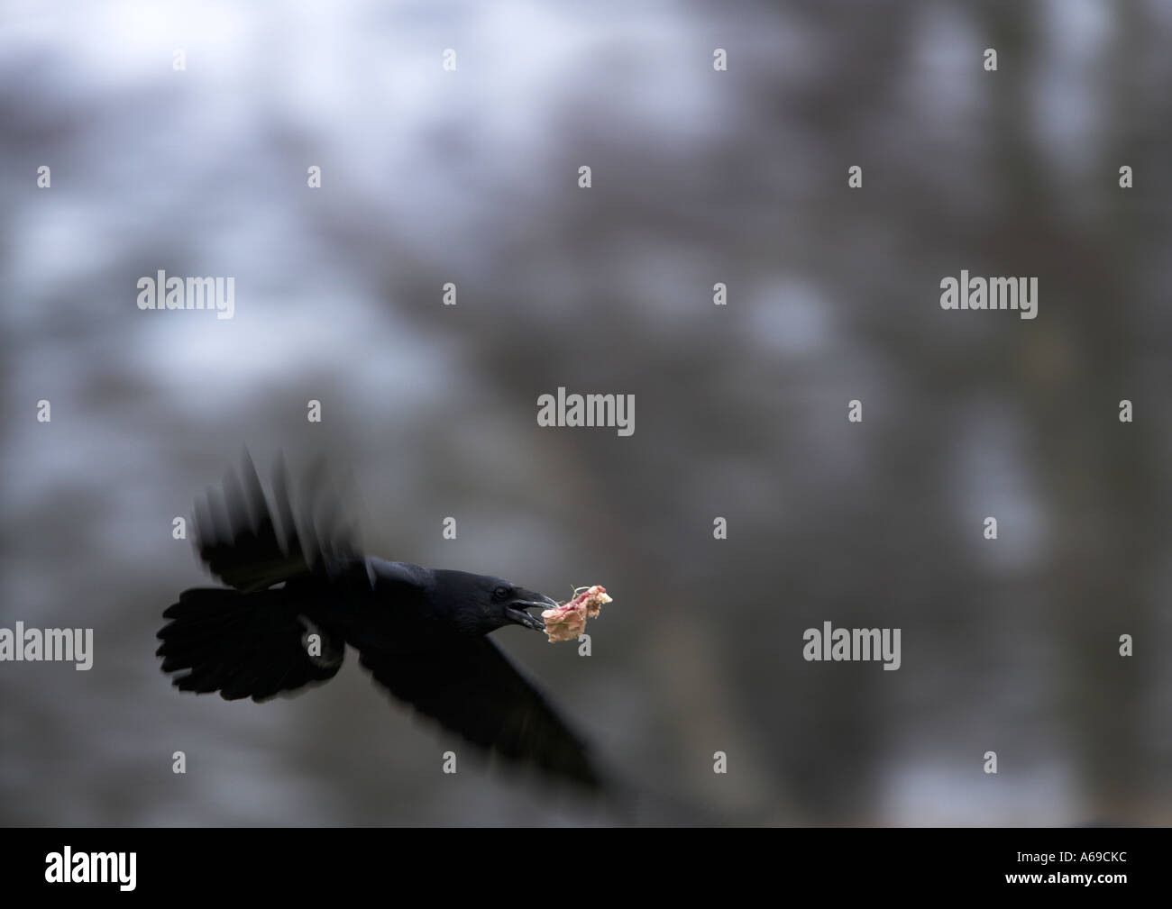 Raven flying left to right with food in beak trees in background Stock ...