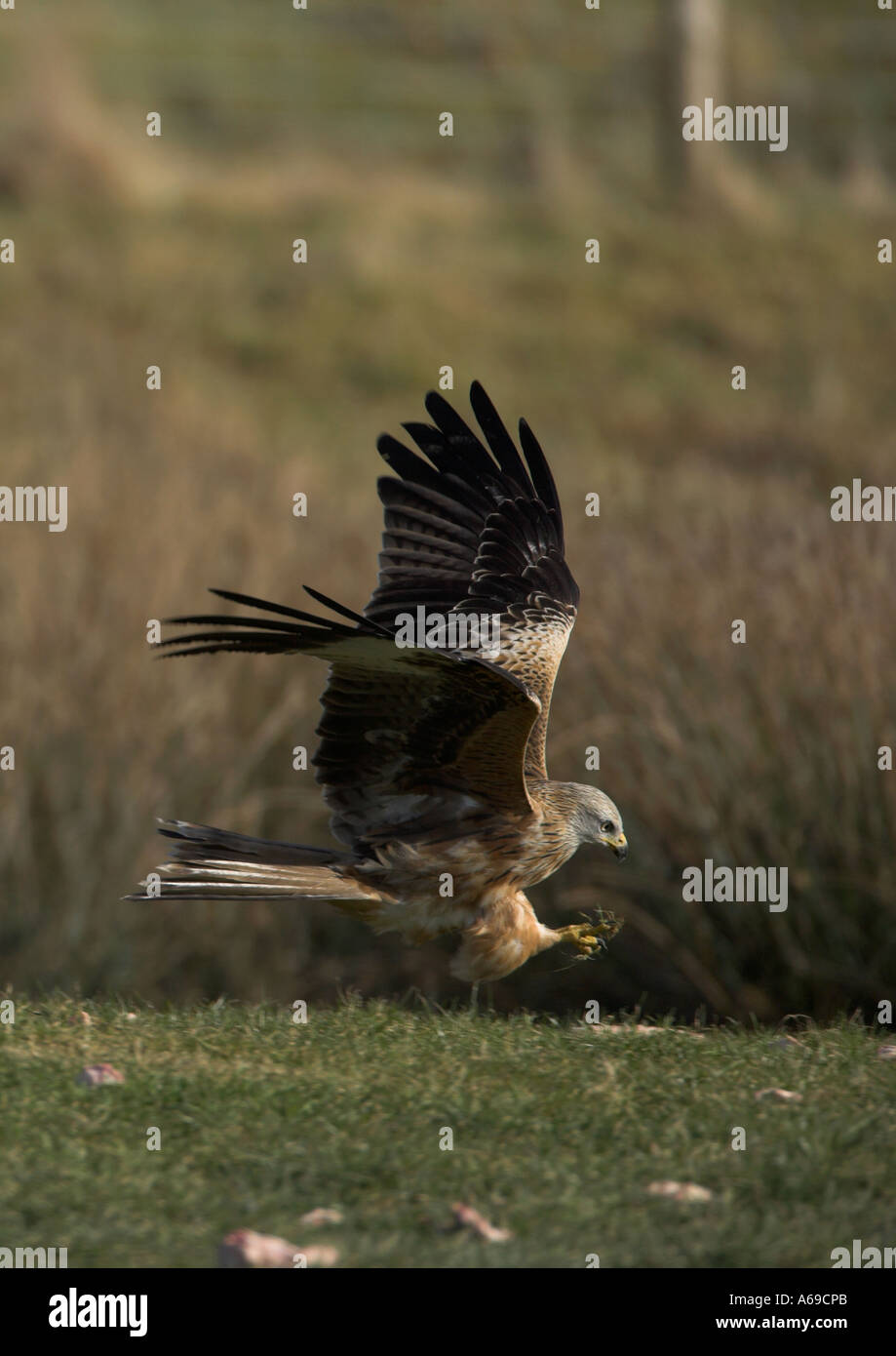 A Red Kite about to snatch meat from the ground at Gigrin Farm Feeding ...