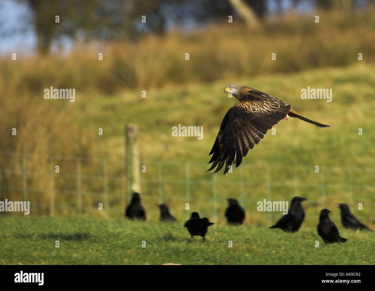 Red Kite in low rising flight from left to right Corvids on the ground ...