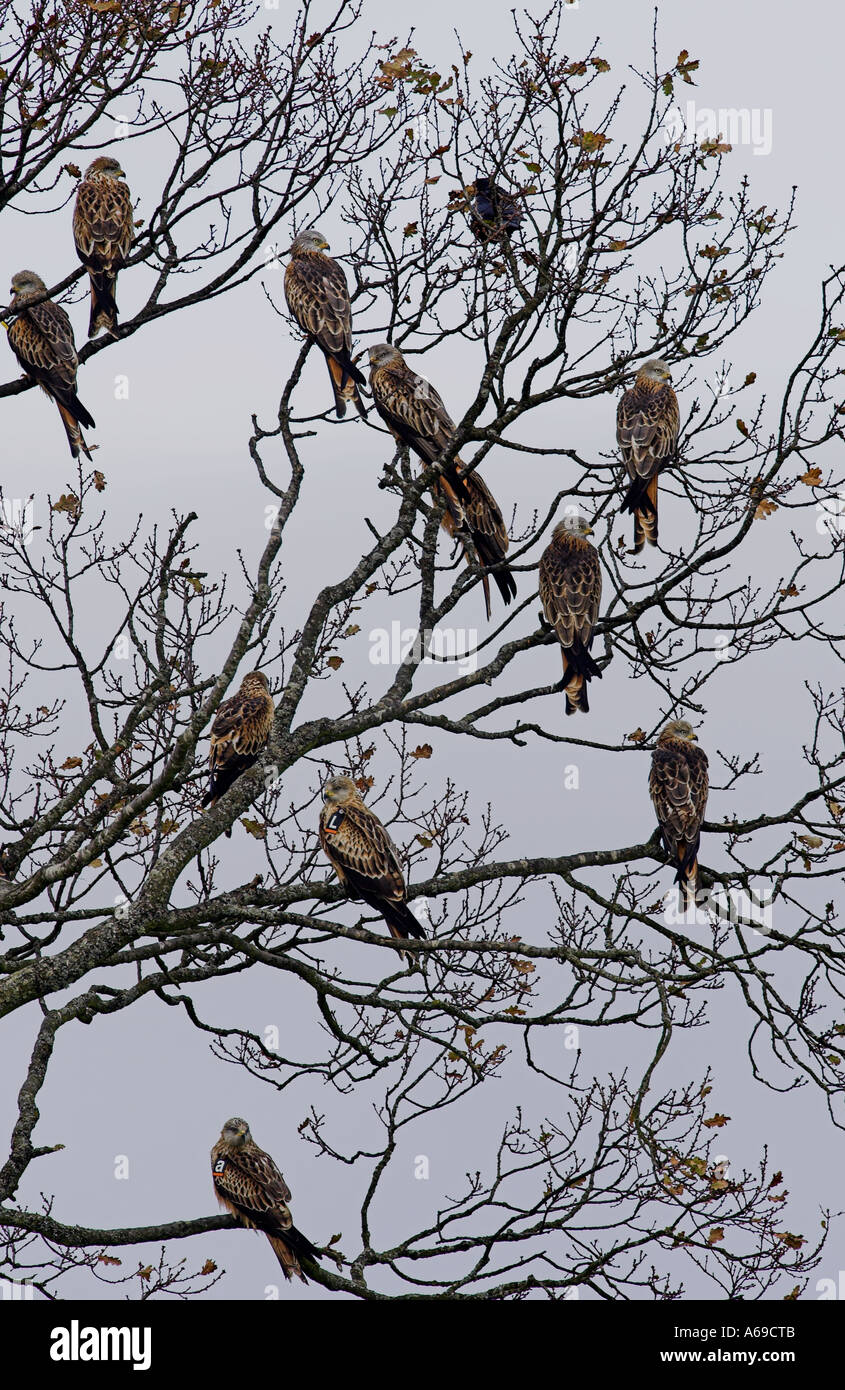 Red kites in tree hi-res stock photography and images - Alamy