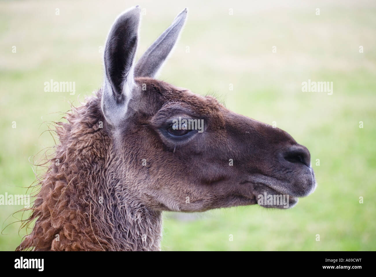 Head of guanaco at Knowsley Safari Park Stock Photo - Alamy