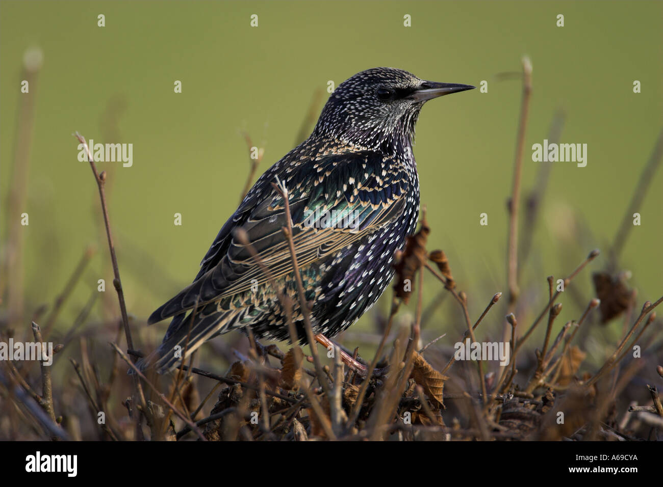 Top of a hedge hi-res stock photography and images - Alamy